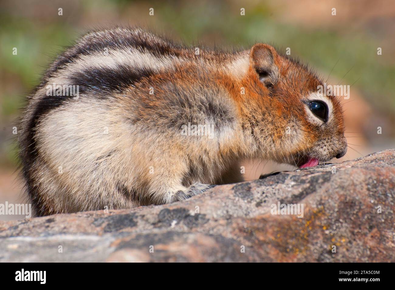 Ground squirrel along Bow Glacier Falls Trail, Banff National Park ...