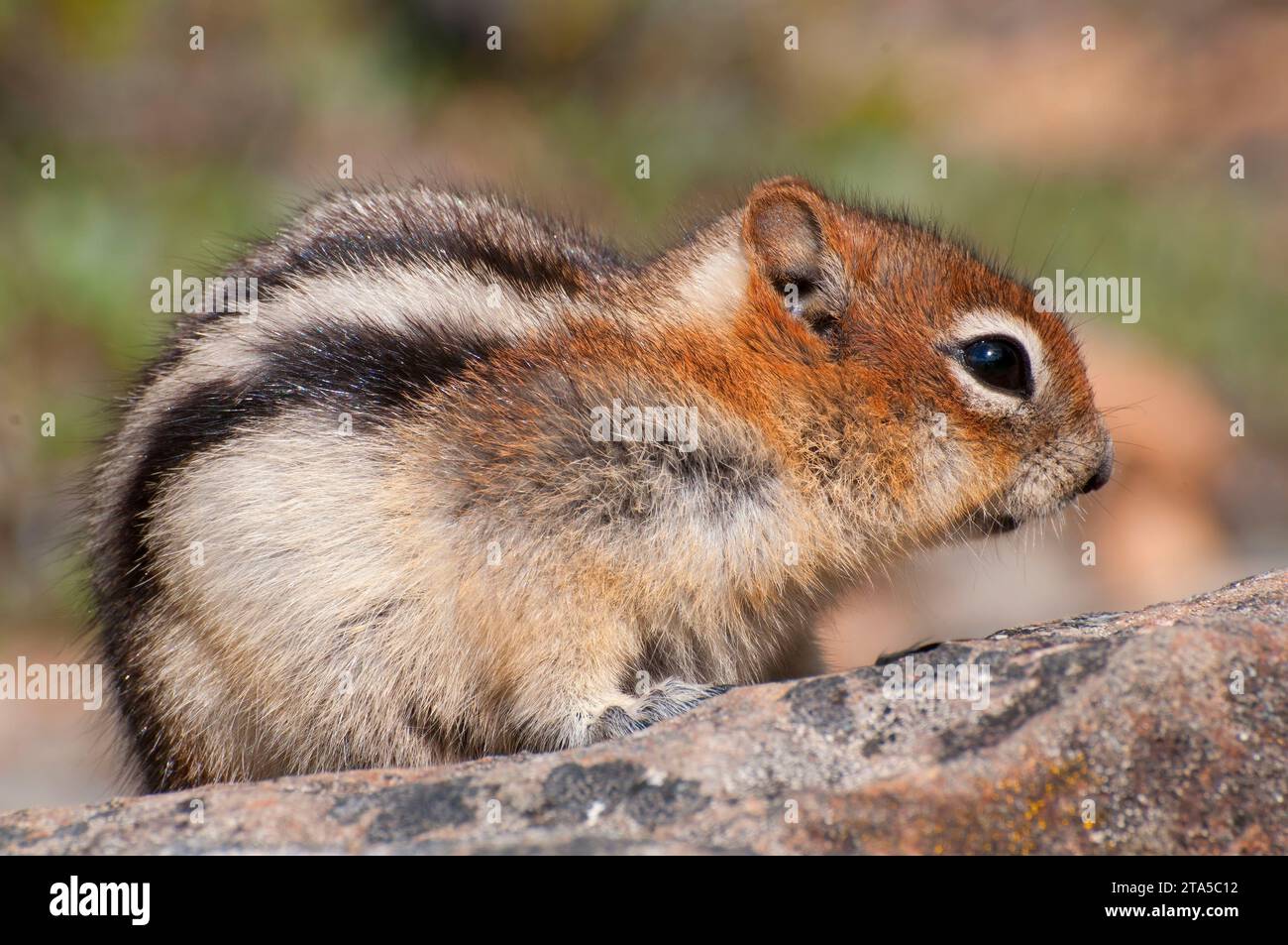 Ground squirrel along Bow Glacier Falls Trail, Banff National Park ...