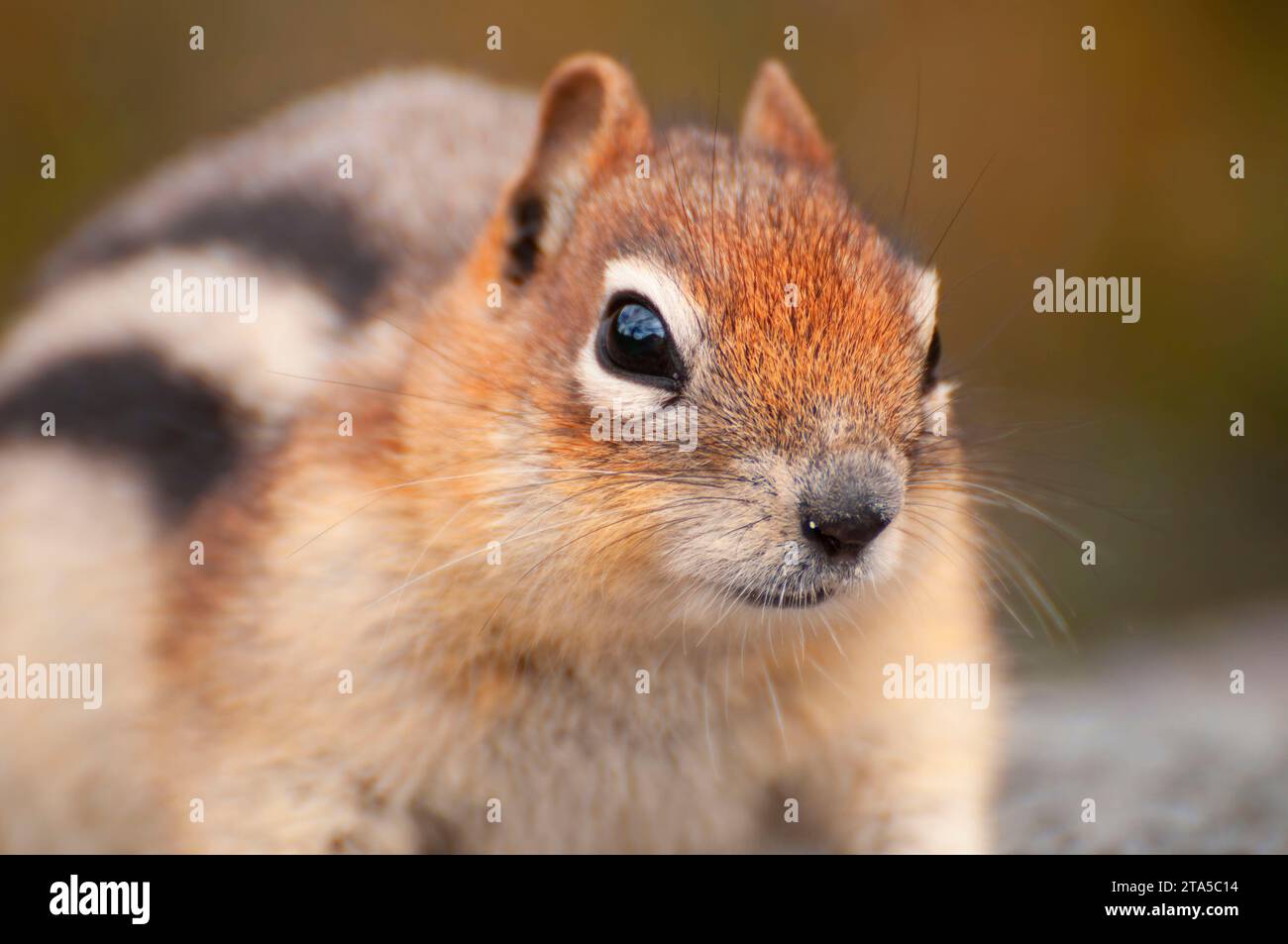 Ground squirrel along Bow Glacier Falls Trail, Banff National Park ...
