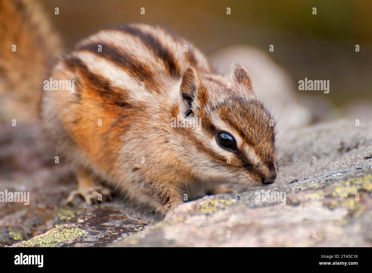 Chipmunk along Bow Glacier Falls Trail, Banff National Park, Alberta ...