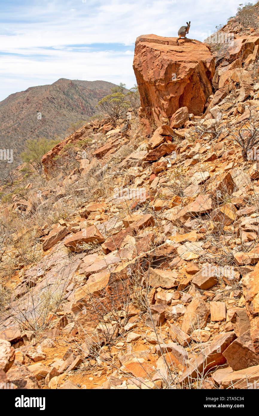Yellow-footed rock wallaby on Griselda Hill, Arkaroola Wilderness ...