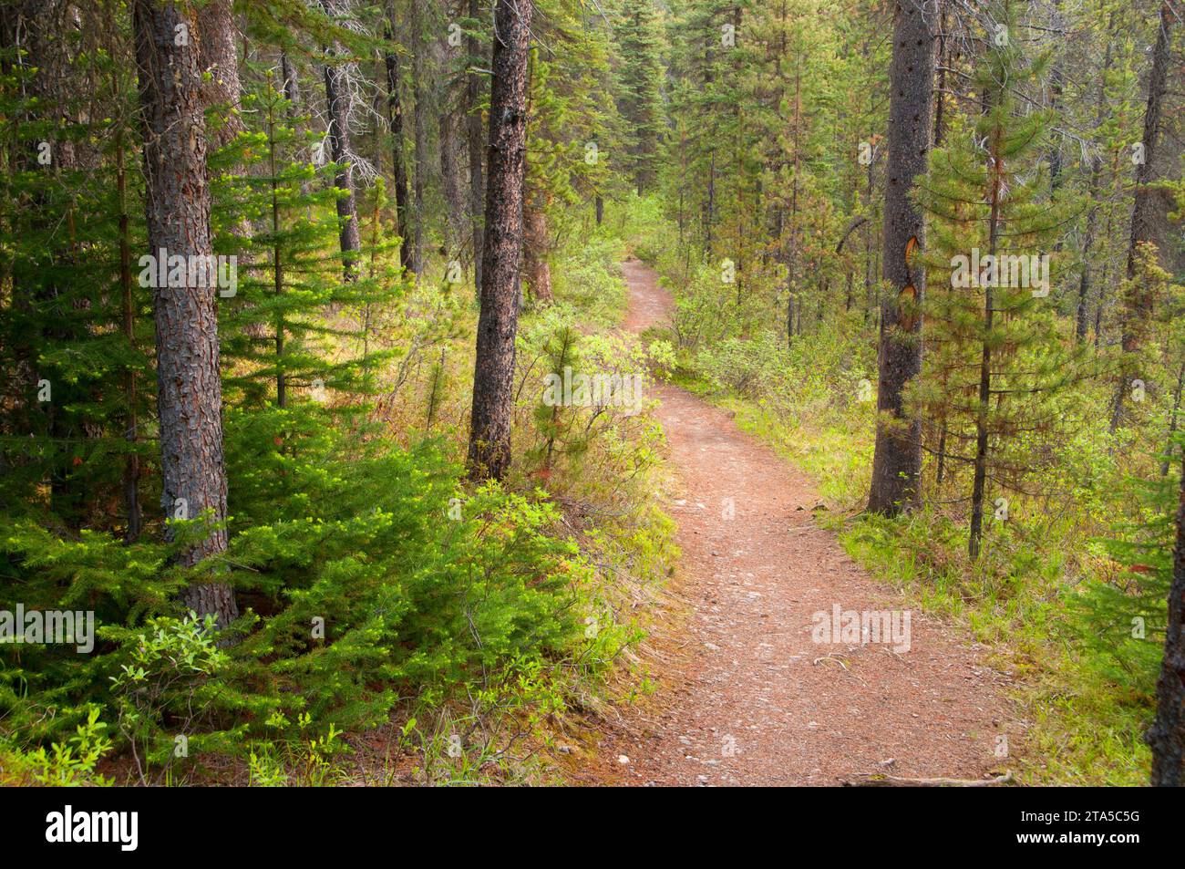Chephren Lake Trail, Banff National Park, Alberta, Canada Stock Photo ...