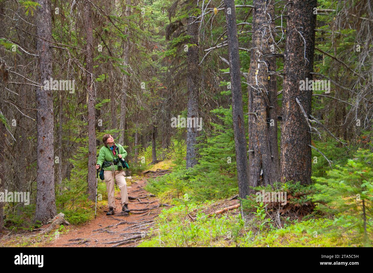 Chephren Lake Trail, Banff National Park, Alberta, Canada Stock Photo ...