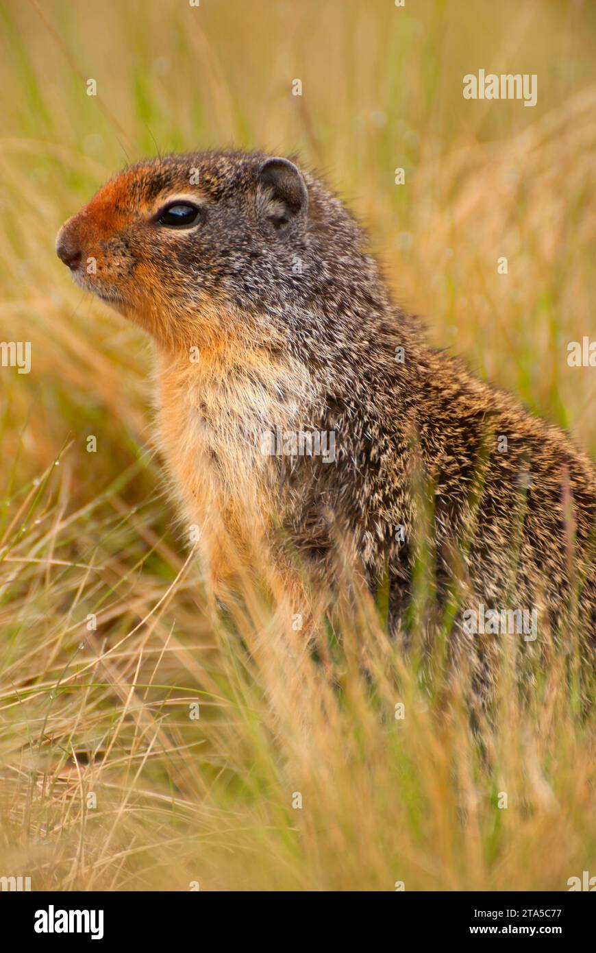 Columbian ground squirrel (Urocitellus columbianus), Banff National ...