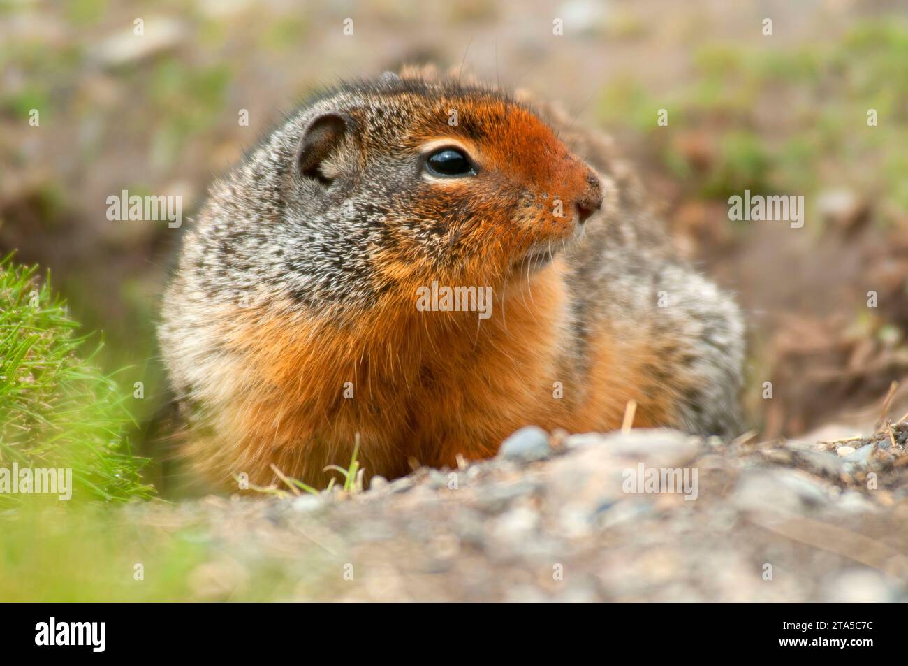 Columbian ground squirrel (Urocitellus columbianus), Banff National ...