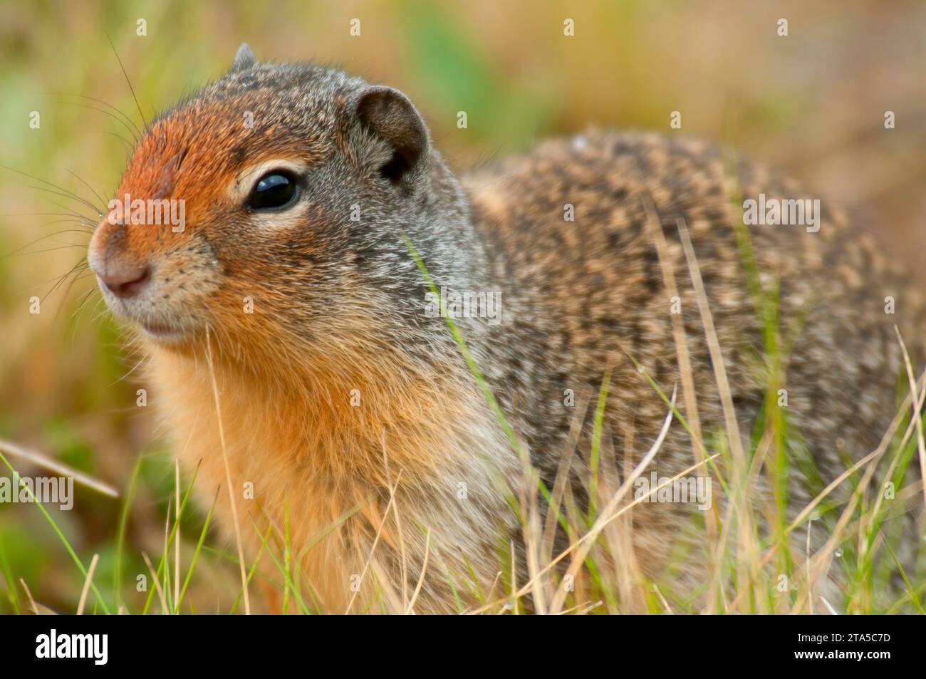 Columbian ground squirrel (Urocitellus columbianus), Banff National ...