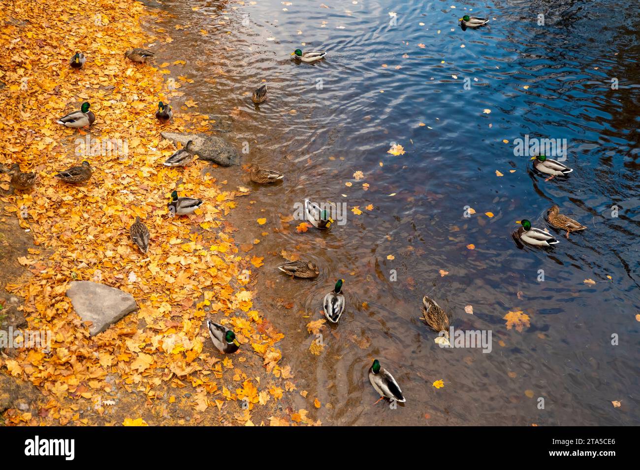 Top view drake mallard duck hi-res stock photography and images - Alamy