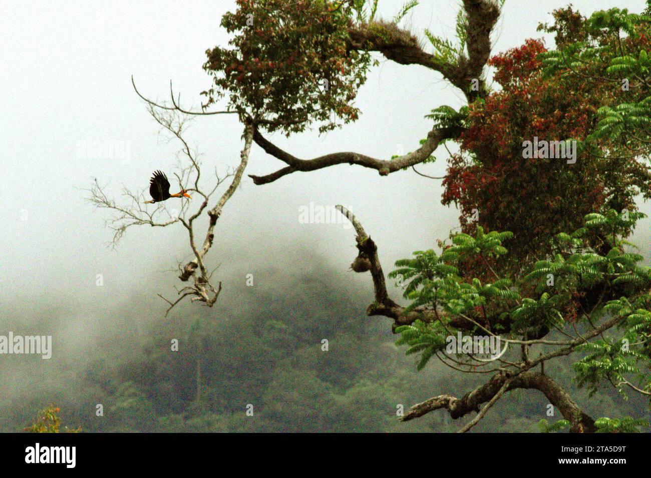 A knobbed hornbill (Rhyticeros cassidix) male is spotted as it is ...