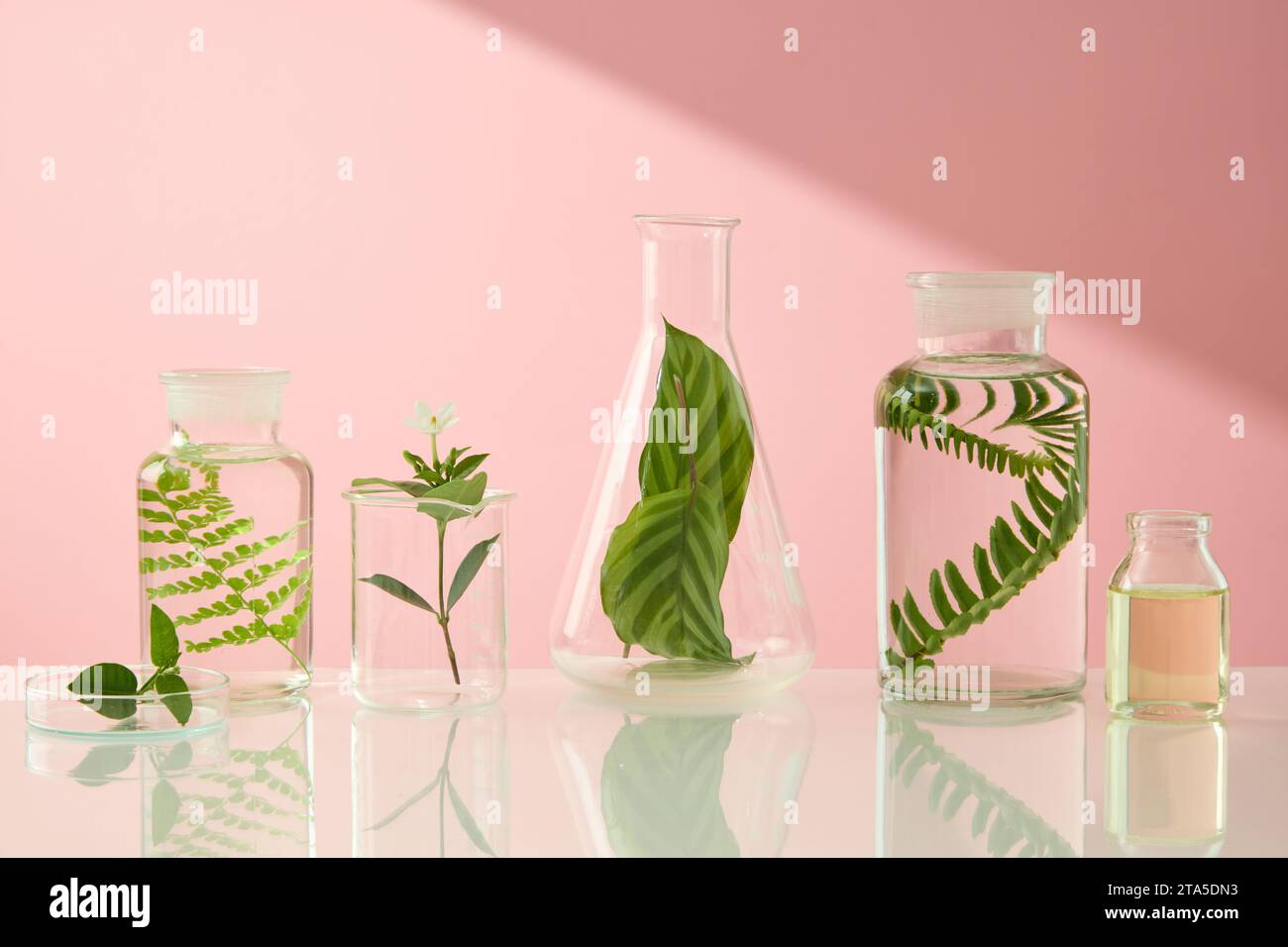 Different types of laboratory glassware containing green leaves are ...