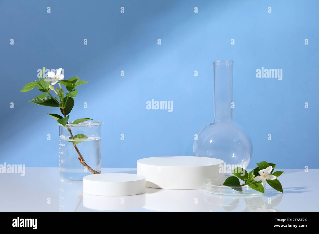 Round shaped podiums in different sizes displayed with a petri dish ...