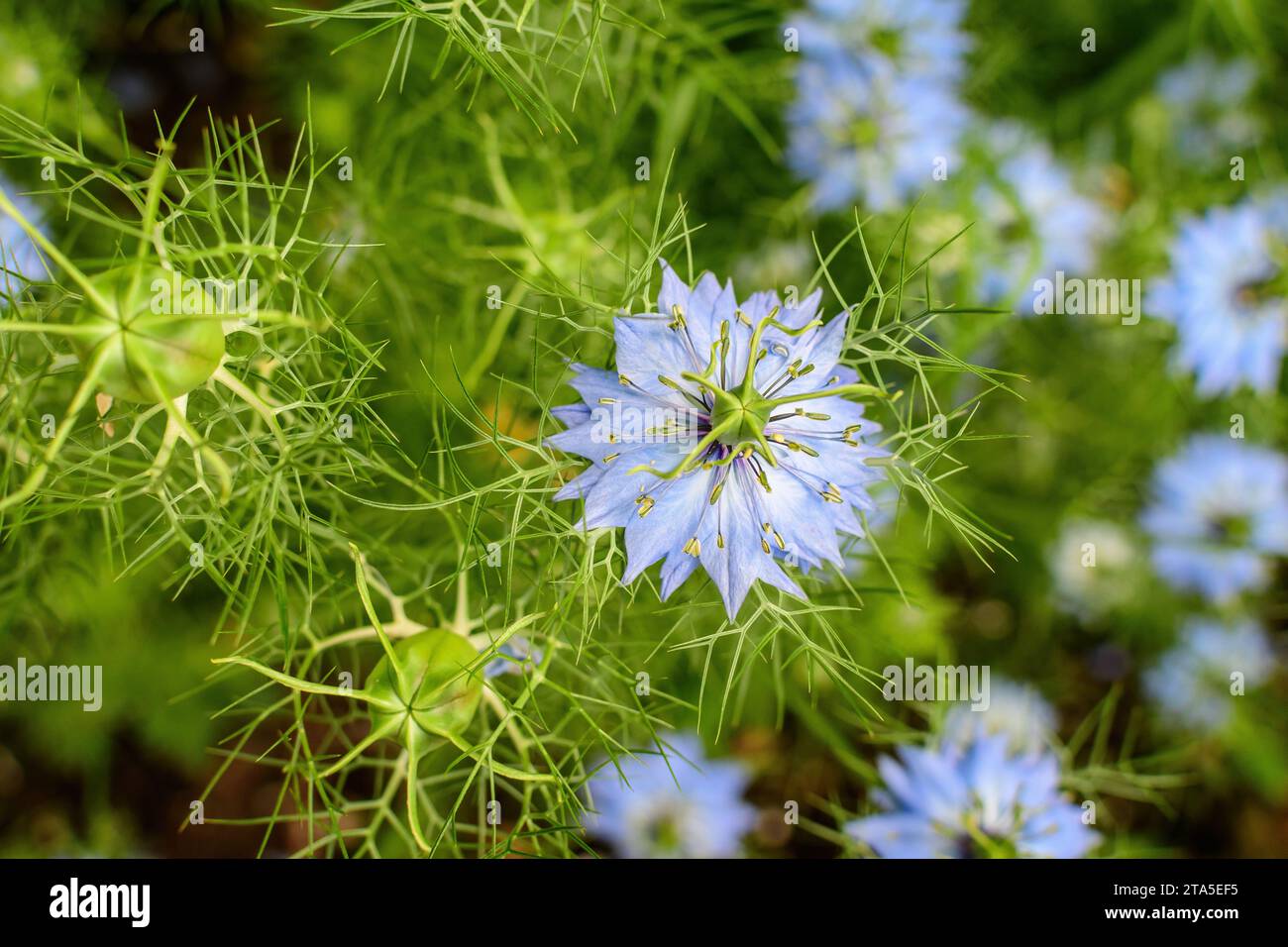 Small delicate blue flower of nigella sativa plant, also known as black ...