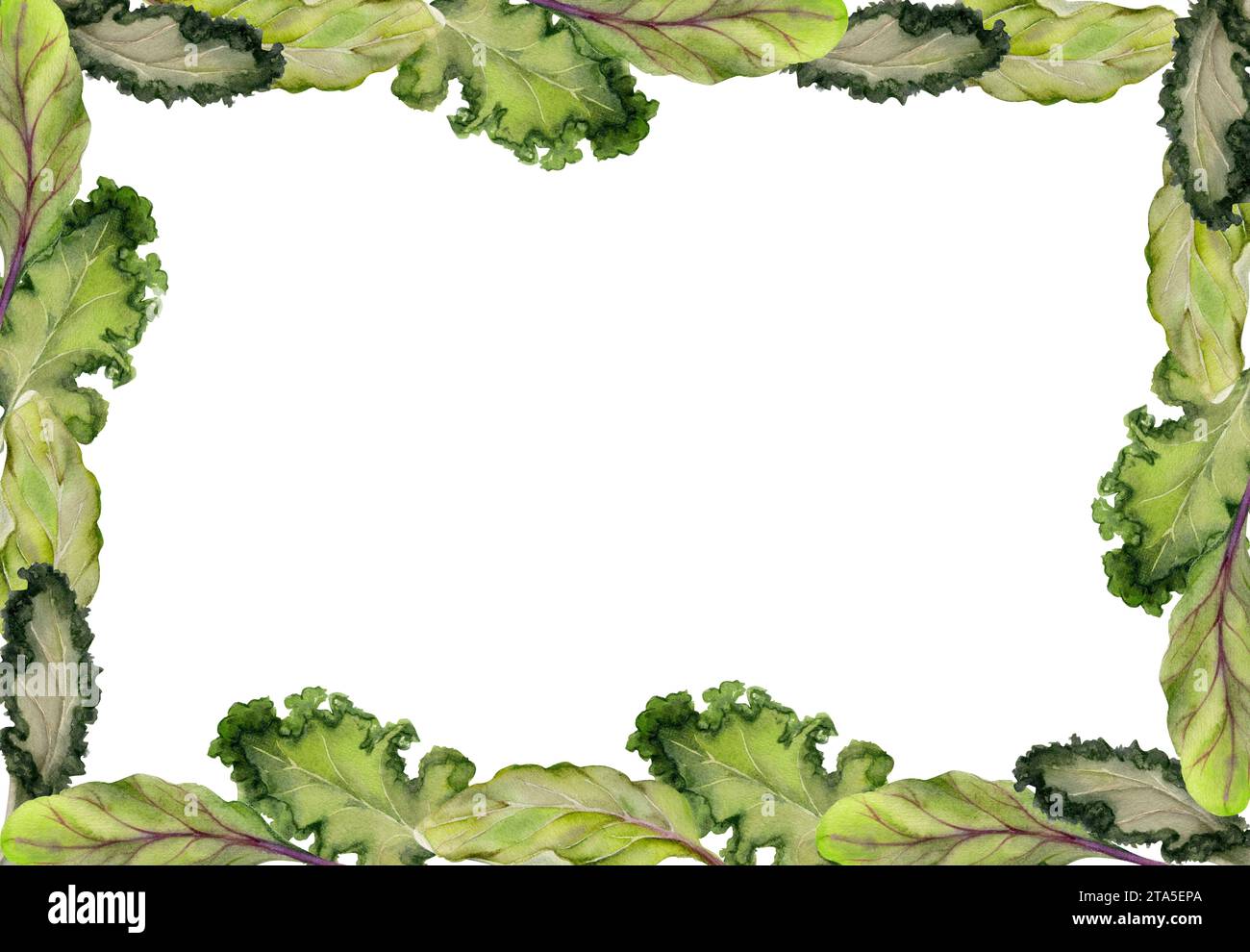 Hand drawn watercolor green salad spinach kale leaf for diet and ...