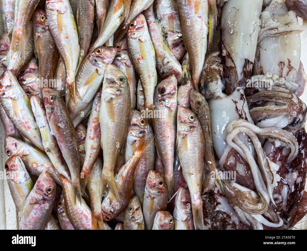 Top view of raw red mullet fish on ice on display at seafood fish ...