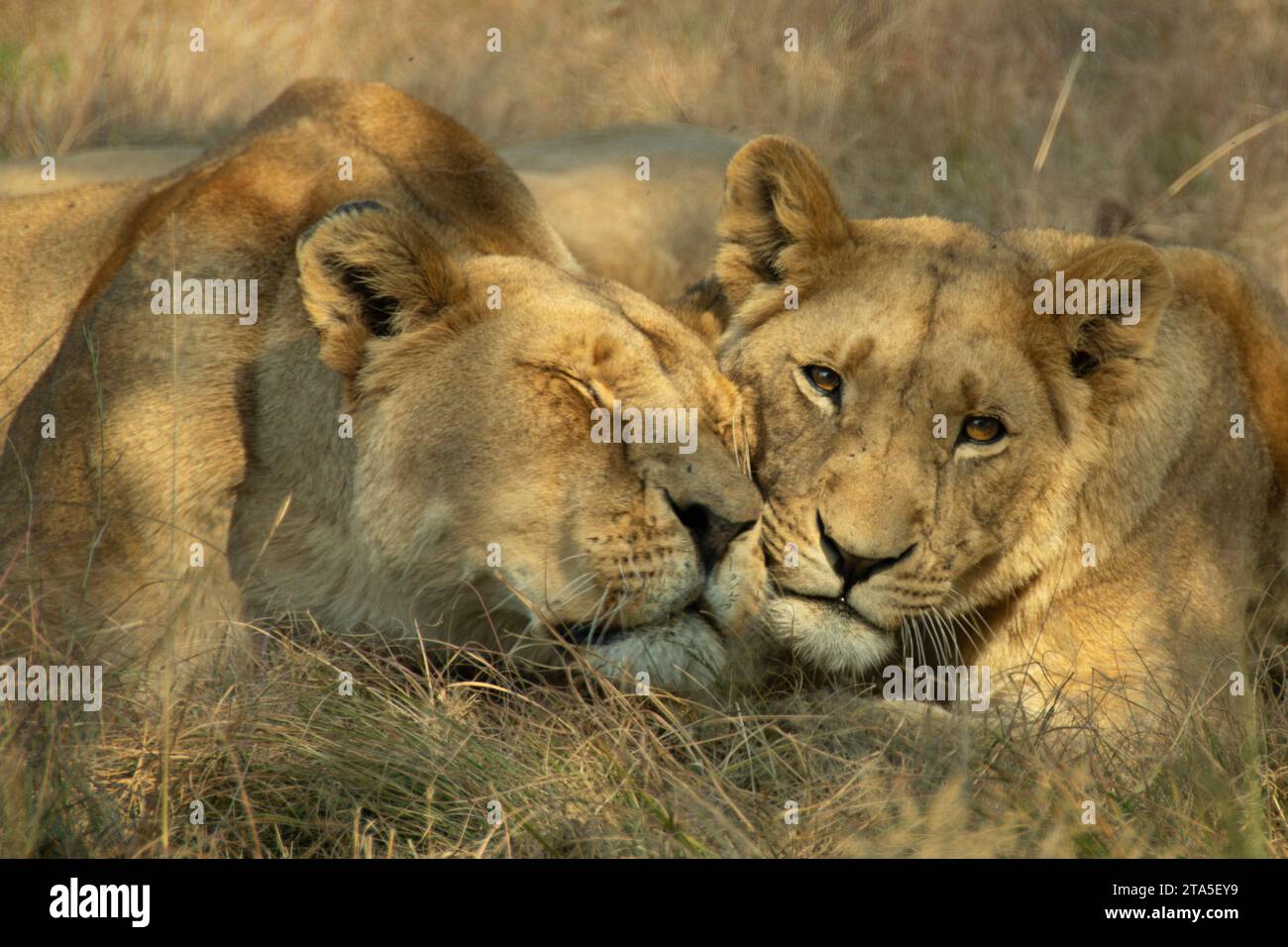Lion and Lioness cuddle Stock Photo - Alamy