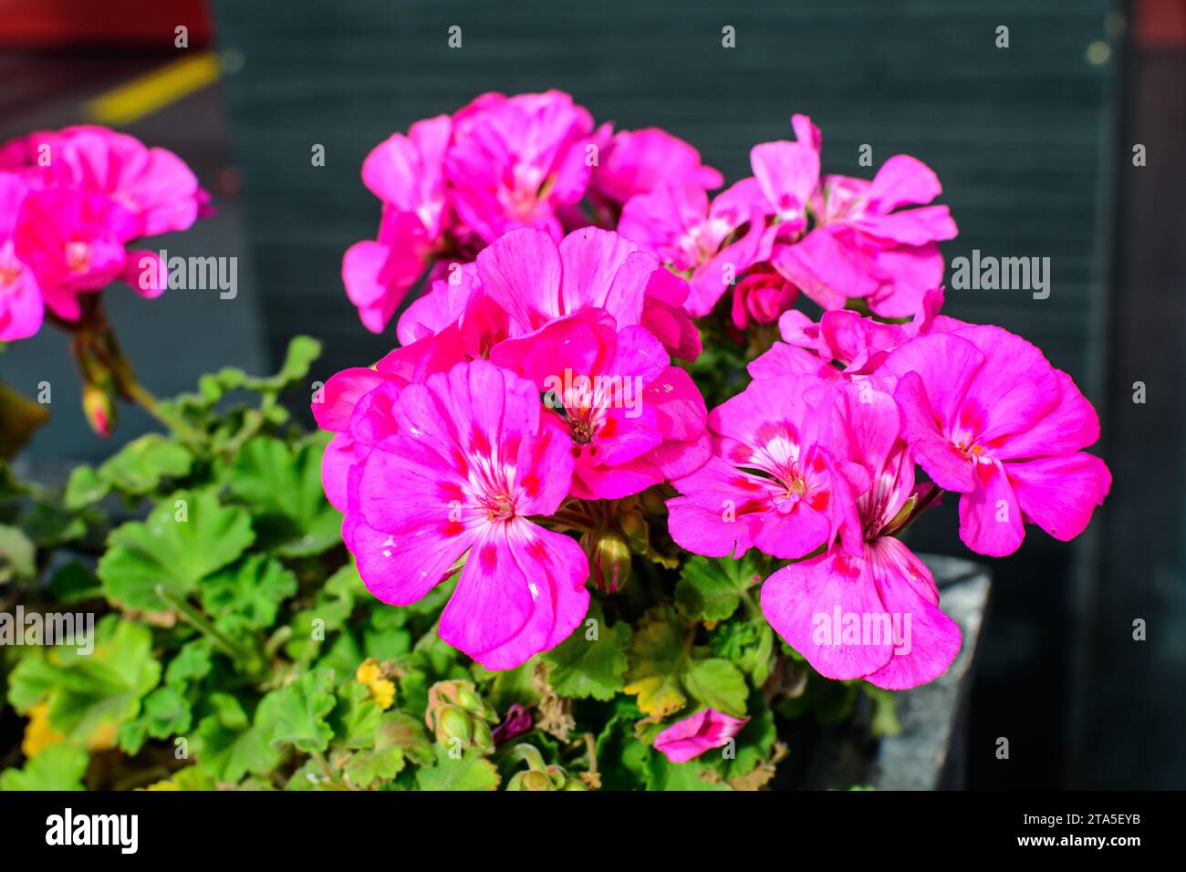 Pink geraniums red pelargoniums hi-res stock photography and images - Alamy