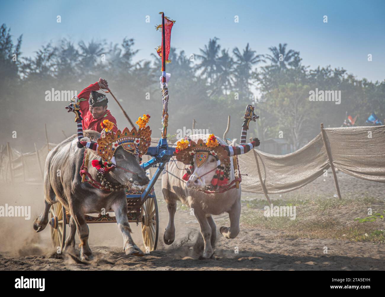 Makepung Bullock Racing Stock Photo - Alamy