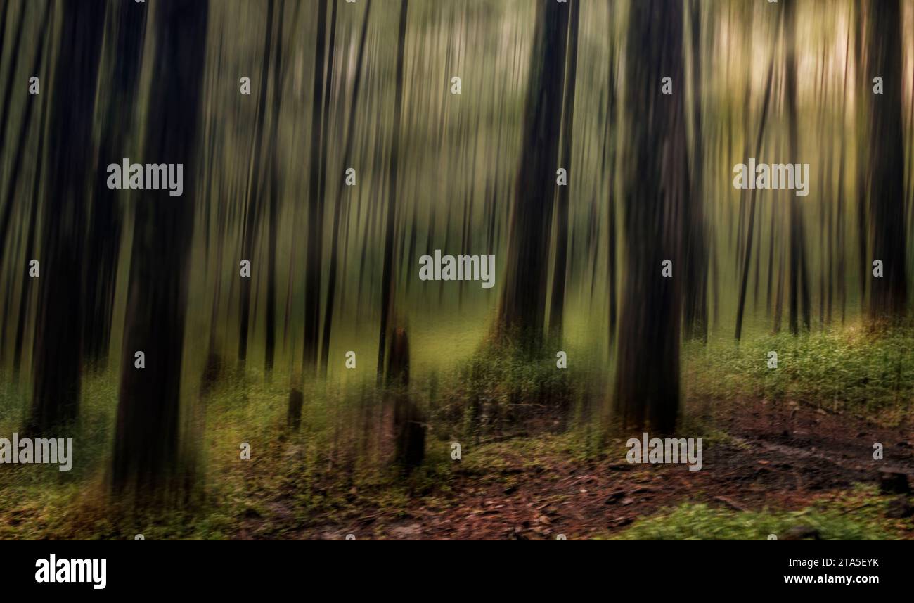 Mystical Forest Trees Stock Photo - Alamy