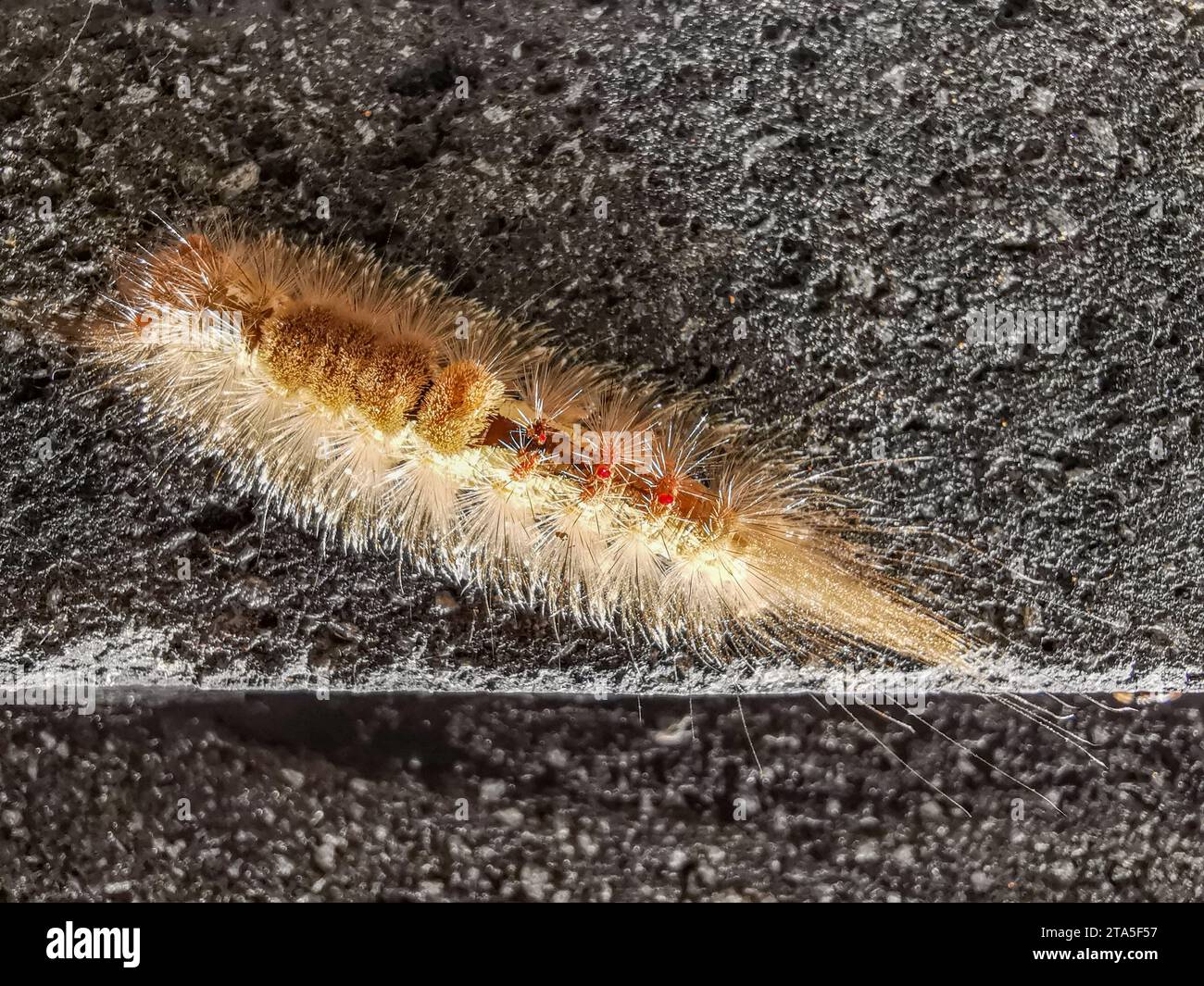 Closeup garden tiger moth caterpillar hi-res stock photography and ...