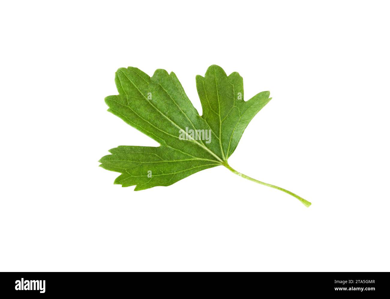 black currant leaves isolated on white background Stock Photo - Alamy