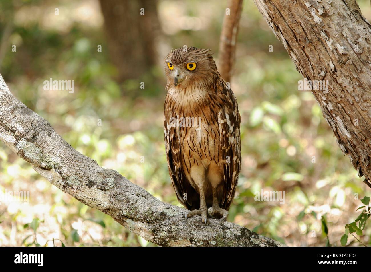 Owl forest scene hi-res stock photography and images - Alamy