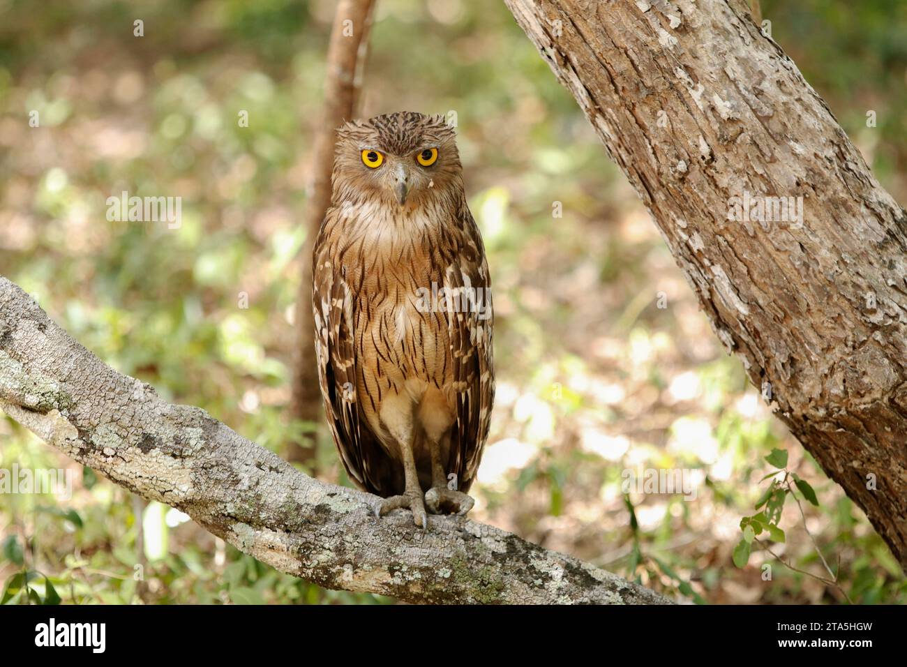 Brown owl in the forest. Wildlife scene from nature Stock Photo - Alamy