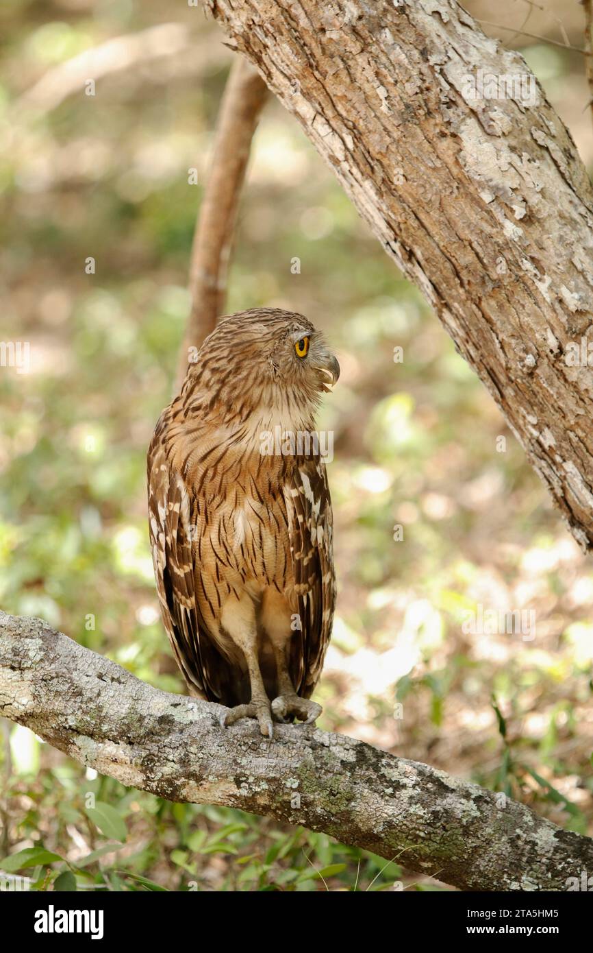 Brown owl in the forest. Wildlife scene from nature Stock Photo - Alamy
