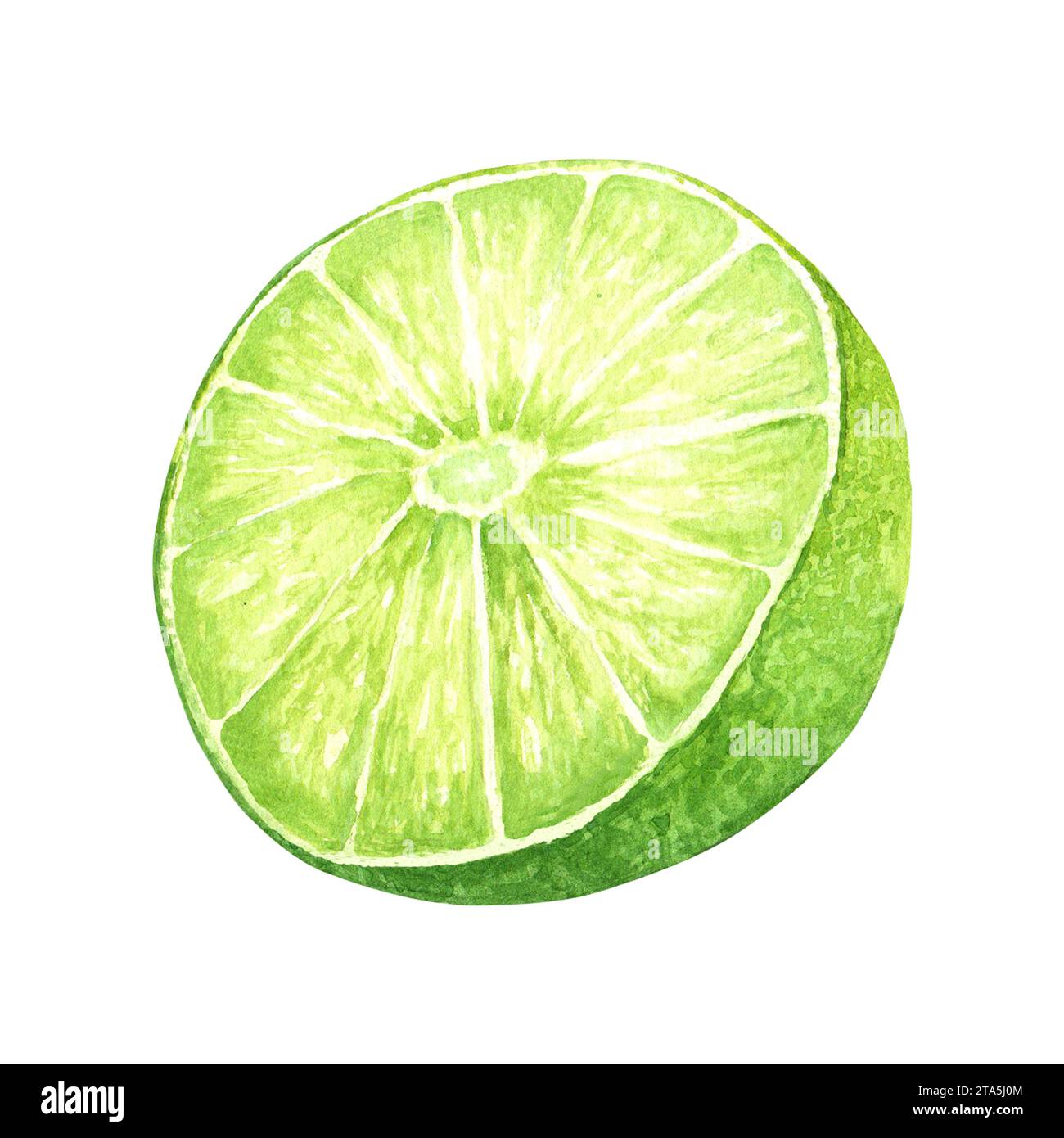 Green citrus fruit lime sliced. Watercolor illustration isolated on ...