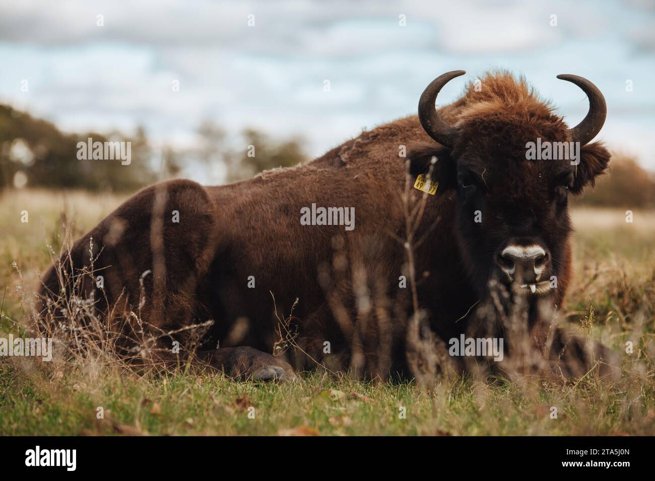 Brown fluffy bison grazing hi-res stock photography and images - Alamy