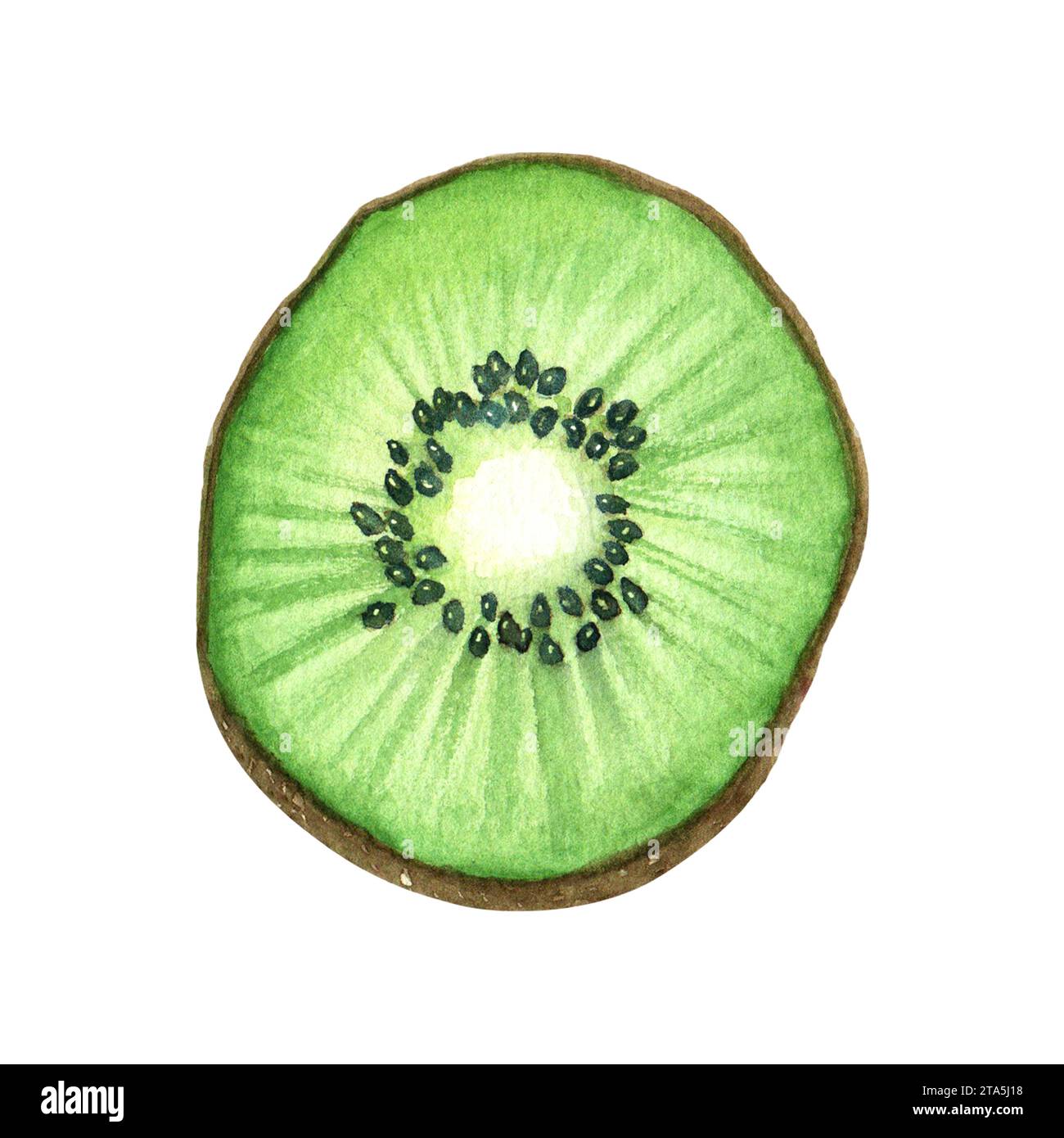 Kiwi fruit cross section. Hand drawn watercolor illustration isolated ...