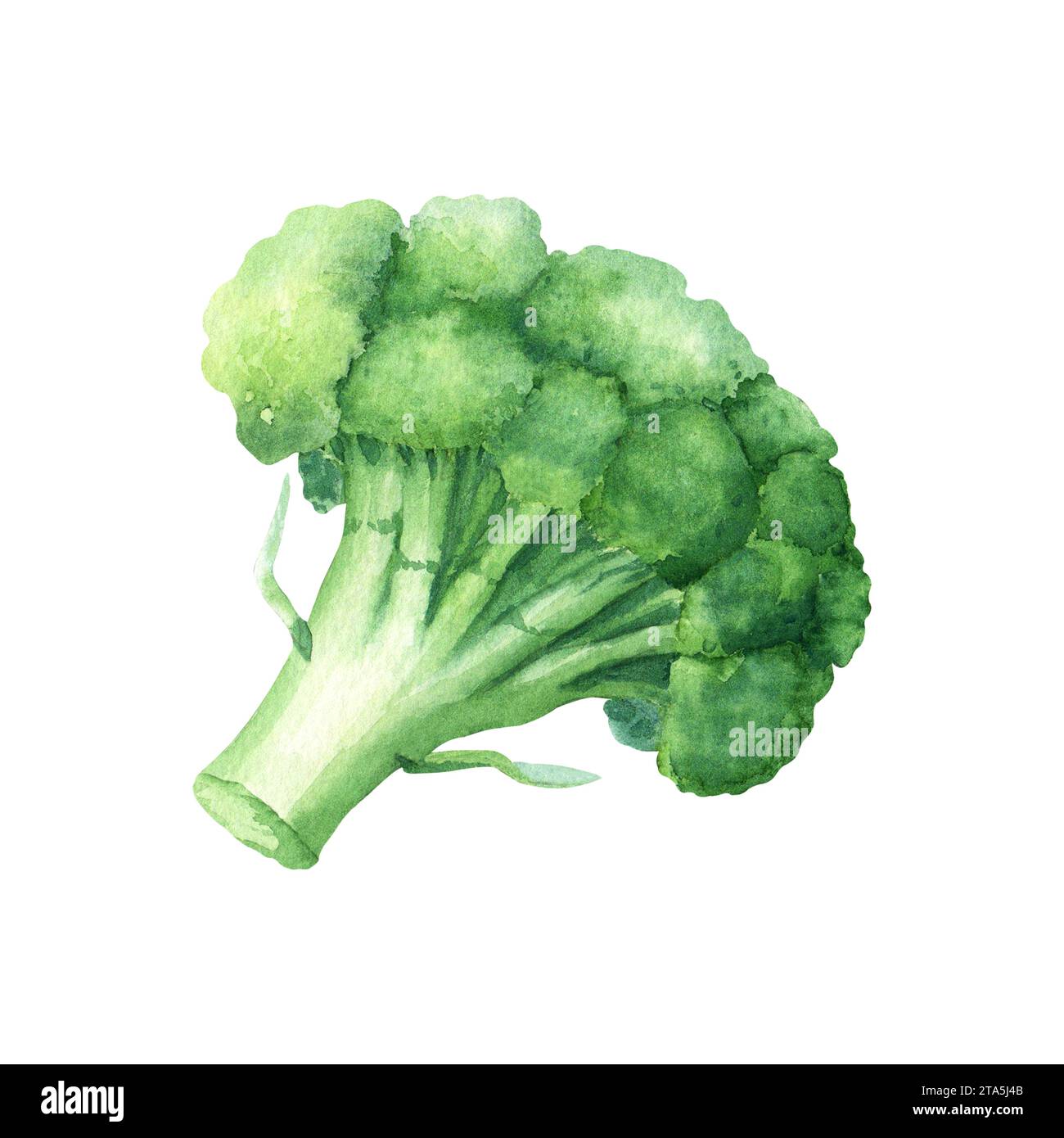 Clip Art Broccoli Broccoli Clipart Etsy