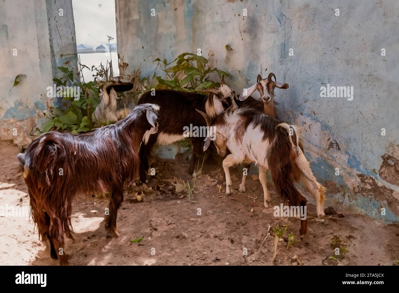 The white and brown goats in the yard of a house playing with each ...