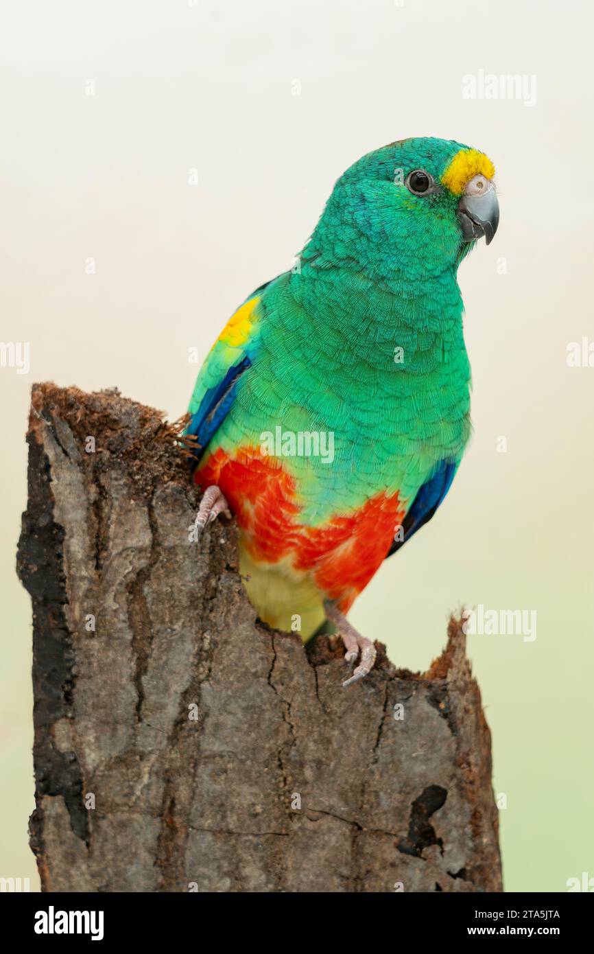 Mulga parrot hi-res stock photography and images - Alamy