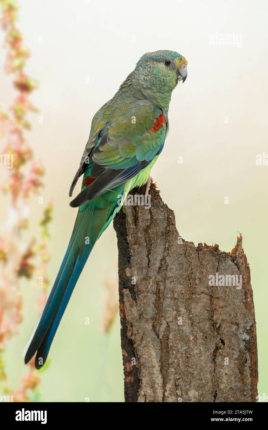Mulga parrot hi-res stock photography and images - Alamy