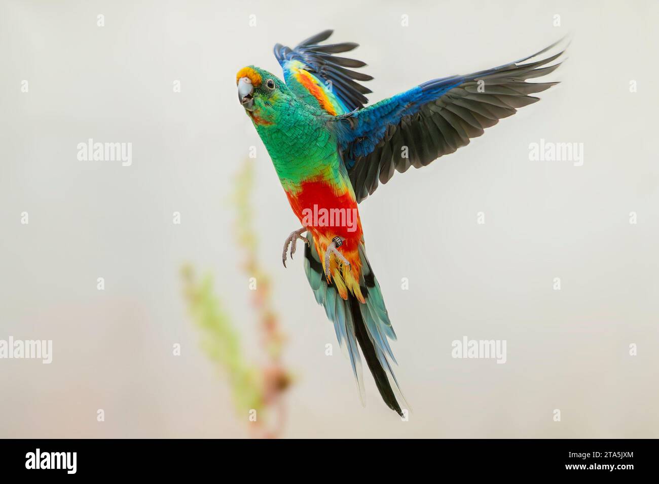 mulga parrot (Psephotellus varius Stock Photo - Alamy