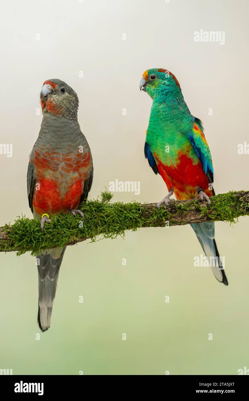 Mulga parrot hi-res stock photography and images - Alamy