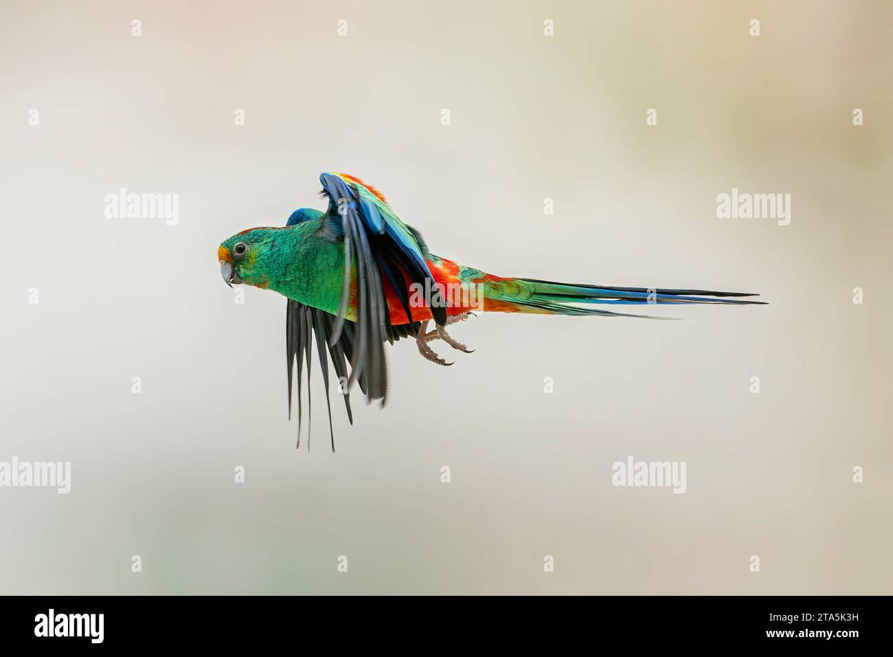 Mulga parrot hi-res stock photography and images - Alamy