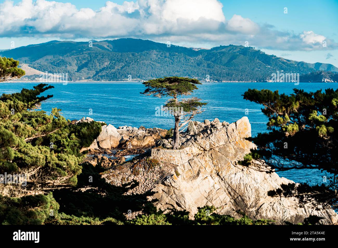 Lone Cypress on the 17 Mile Drive Monterey Stock Photo - Alamy