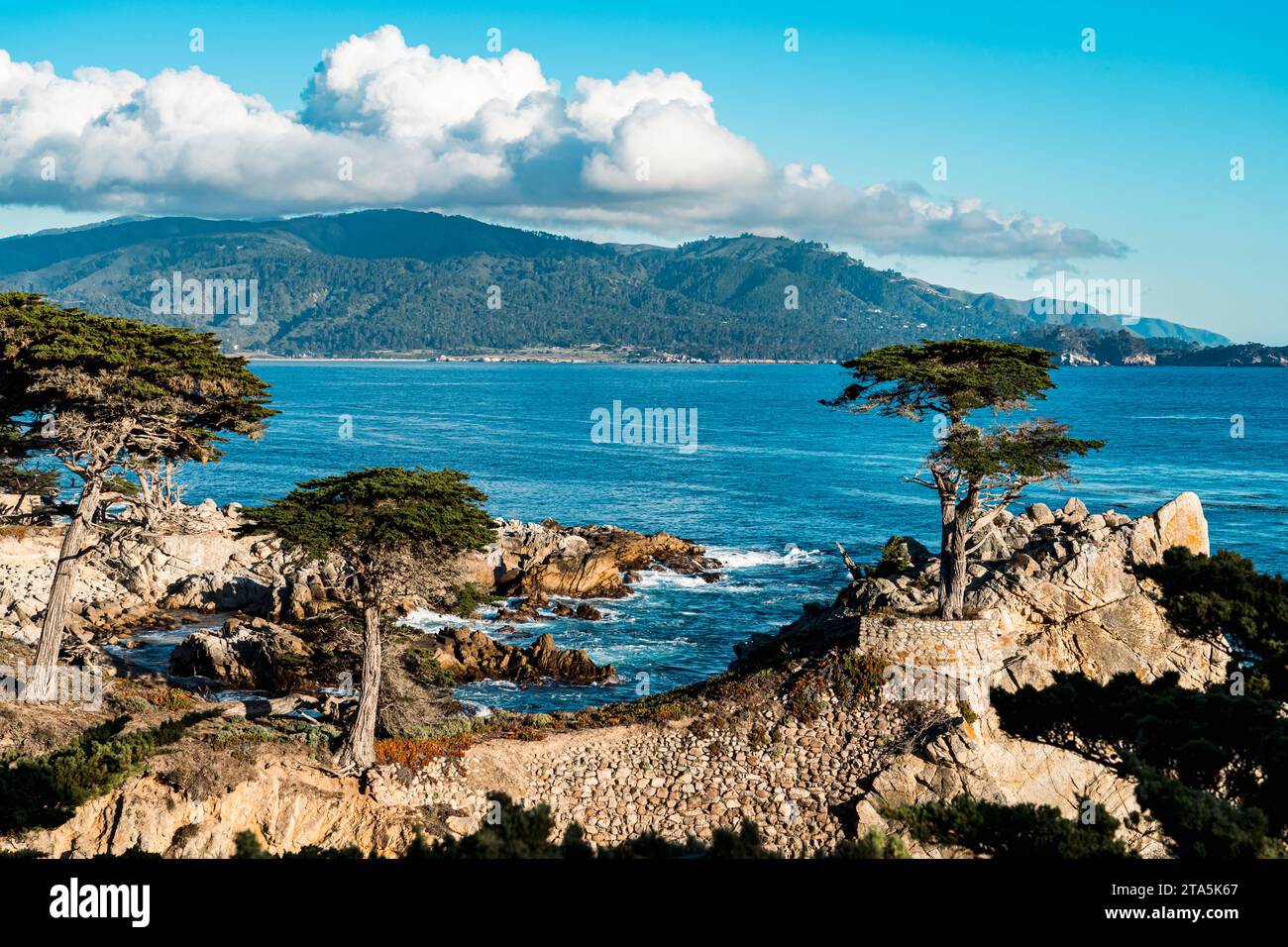 Lone Cypress on the 17 Mile Drive Monterey Stock Photo - Alamy