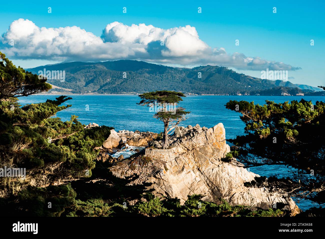 Lone Cypress on the 17 Mile Drive Monterey Stock Photo - Alamy