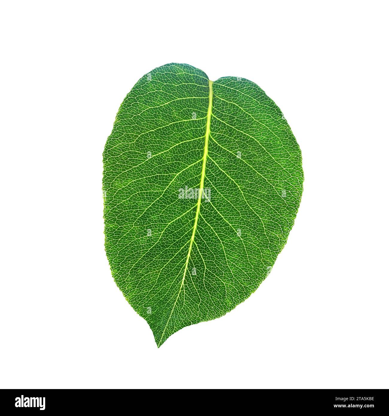 leaf of pear isolated on white background with clipping path Stock ...