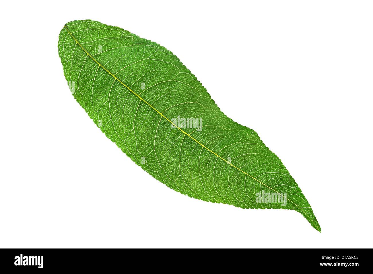 leaf of peach isolated on white background with clipping path Stock ...