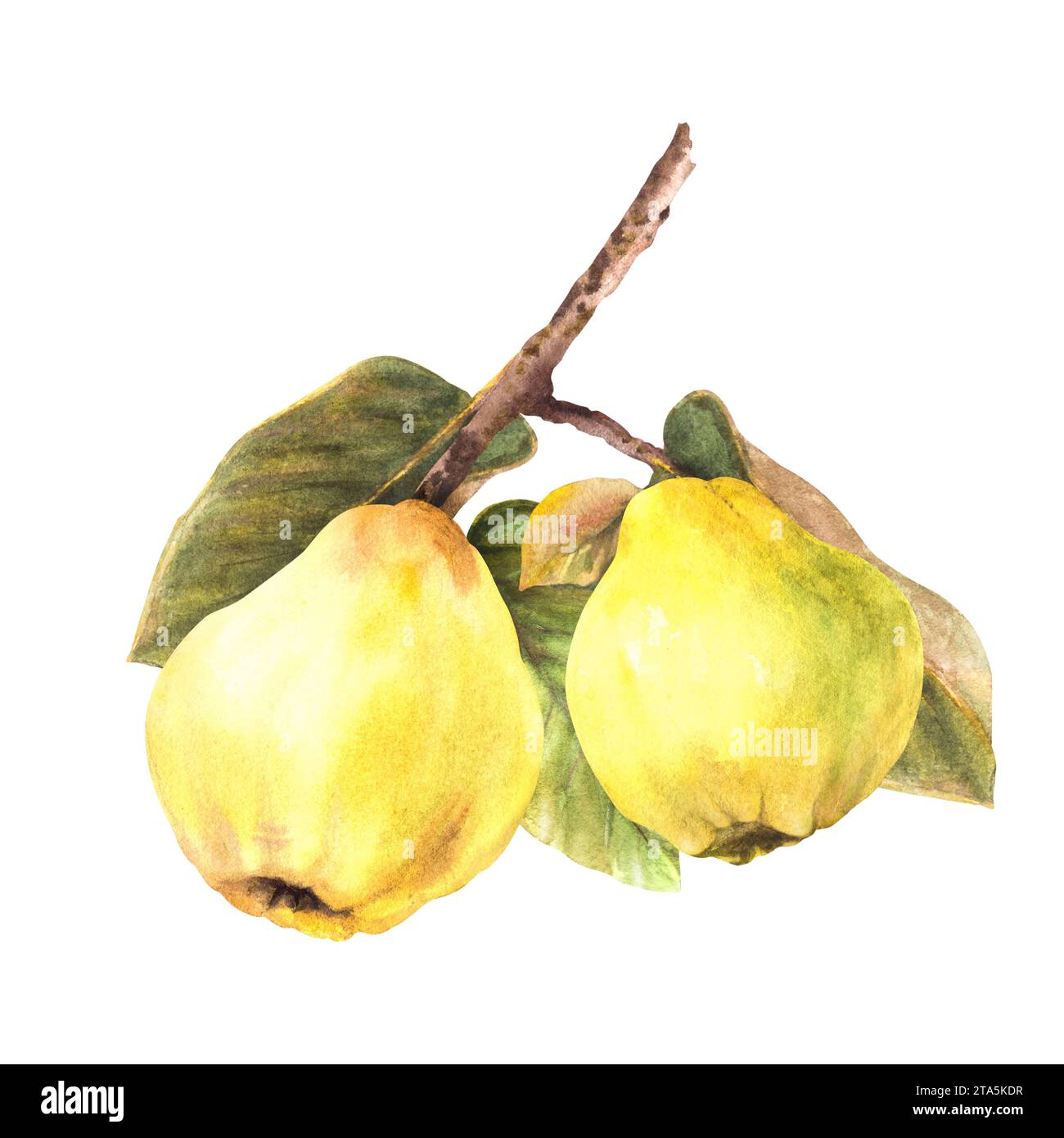 Hand painted watercolor yellow quince whole fruits with leaves hanging ...