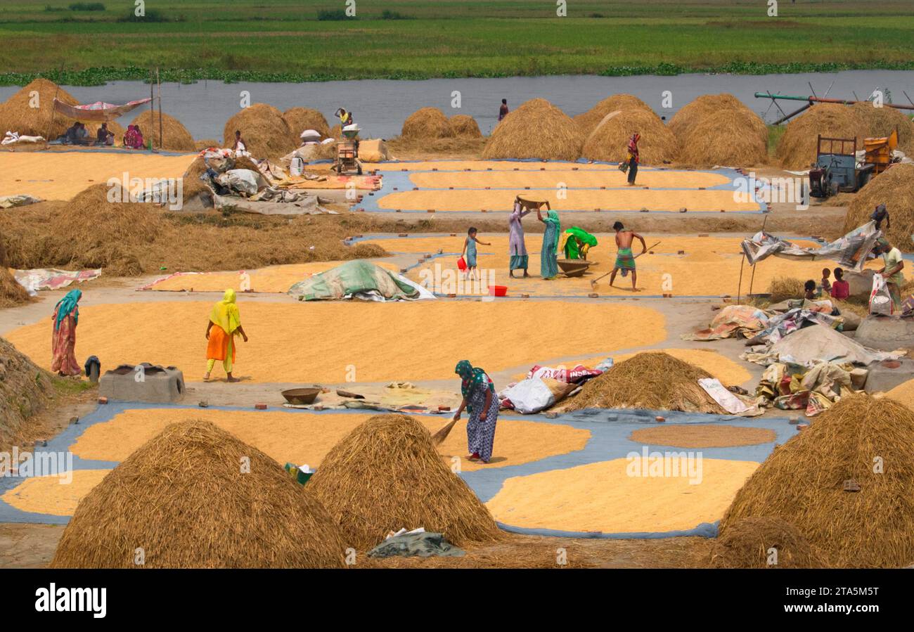Farmer and farmers in the village,Busy drying the rice in the field ...