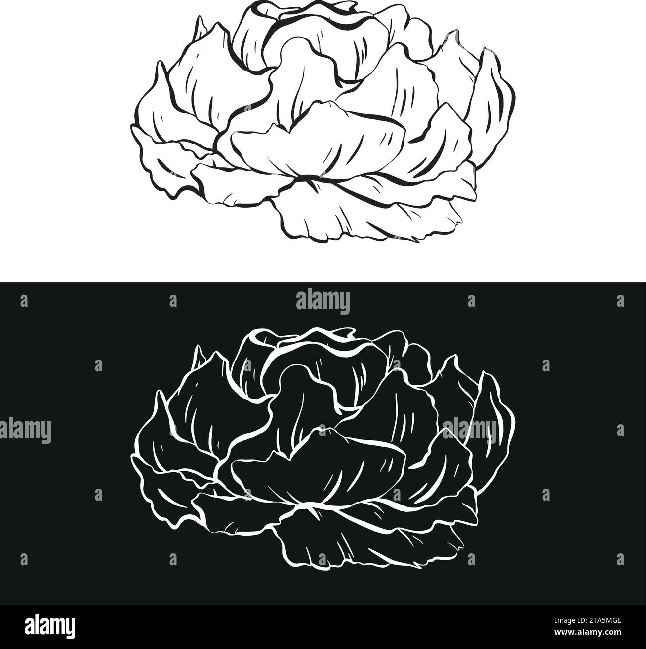 Intricate contours Black and White Stock Photos & Images - Alamy