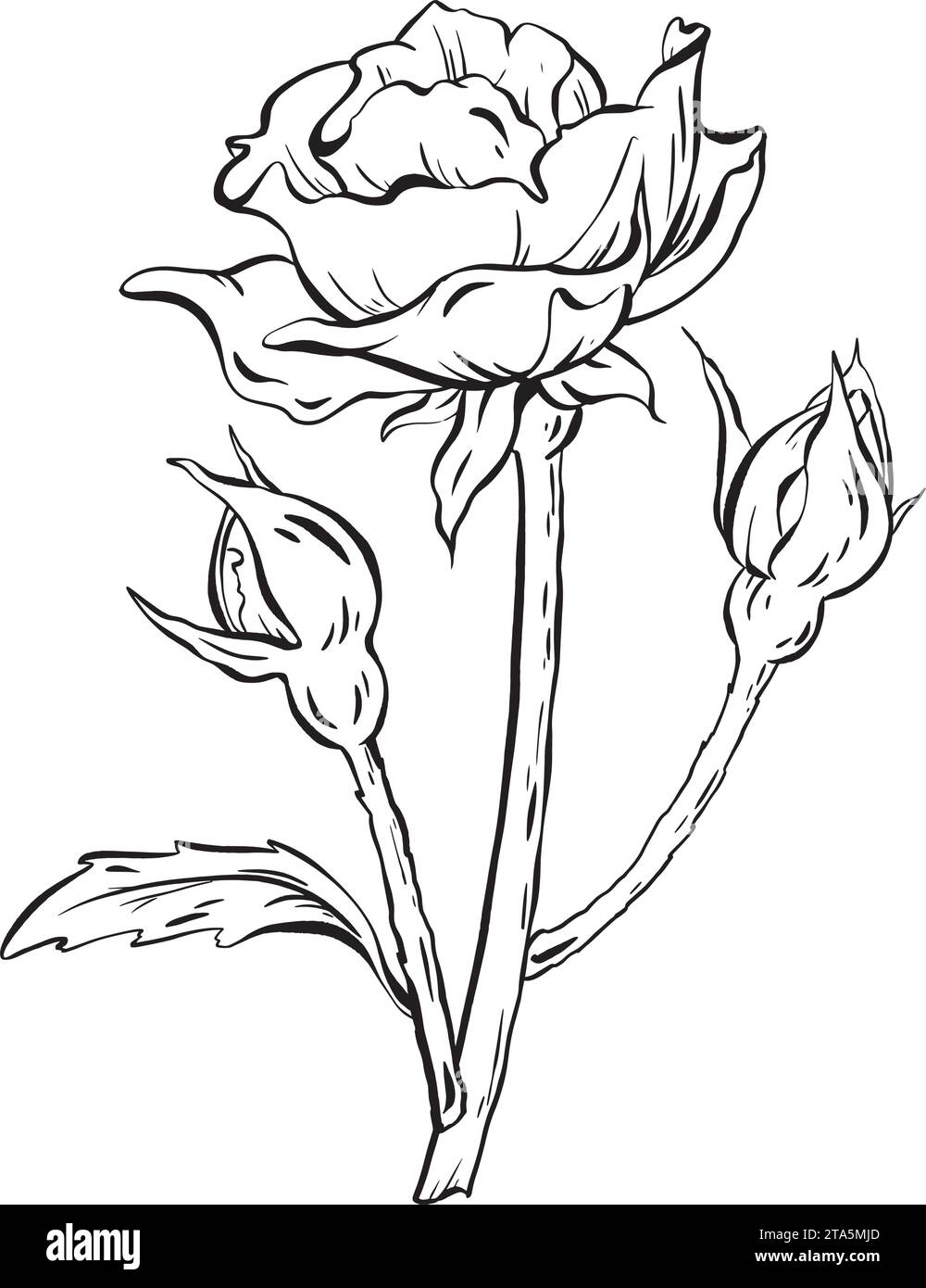 Bud grace Stock Vector Images - Alamy