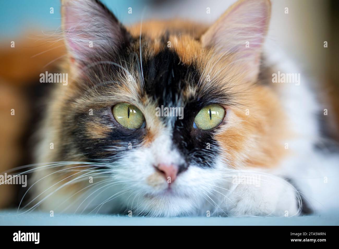 Long haired calico cat cute Stock Photo - Alamy