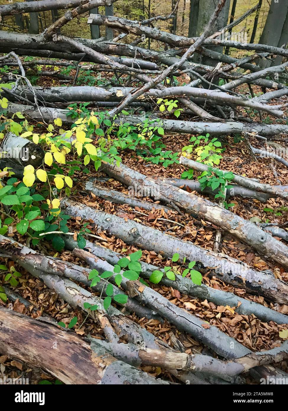 Dense forest, trees scattered on the ground covered with vegetation ...
