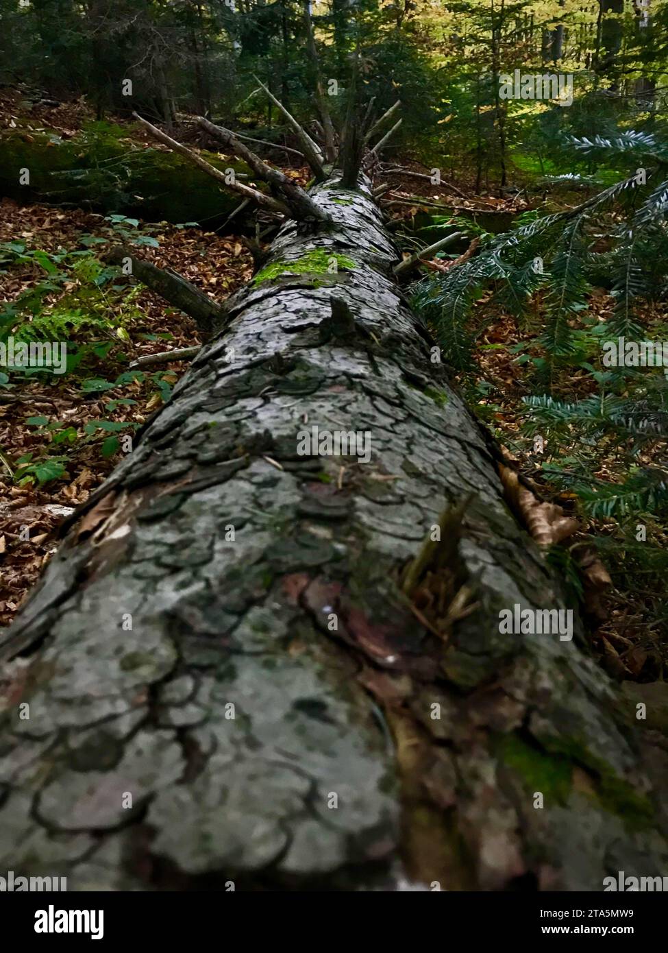 Dense forest, trees lying on the ground overgrown with vegetation Stock ...