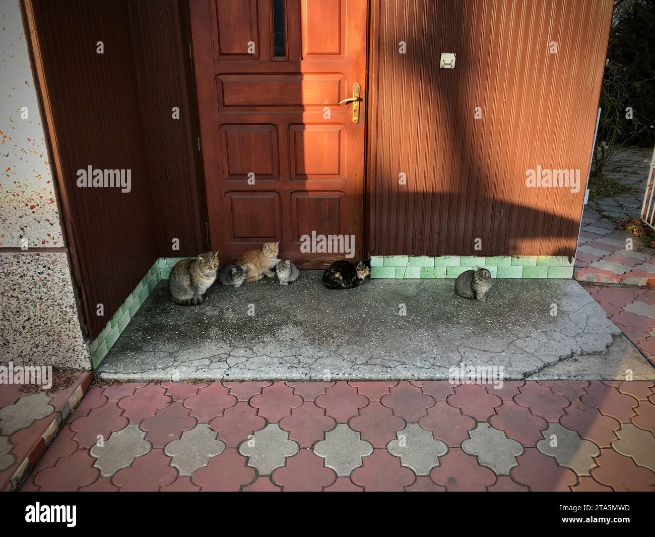 Stray cats waiting outside door hi-res stock photography and images - Alamy