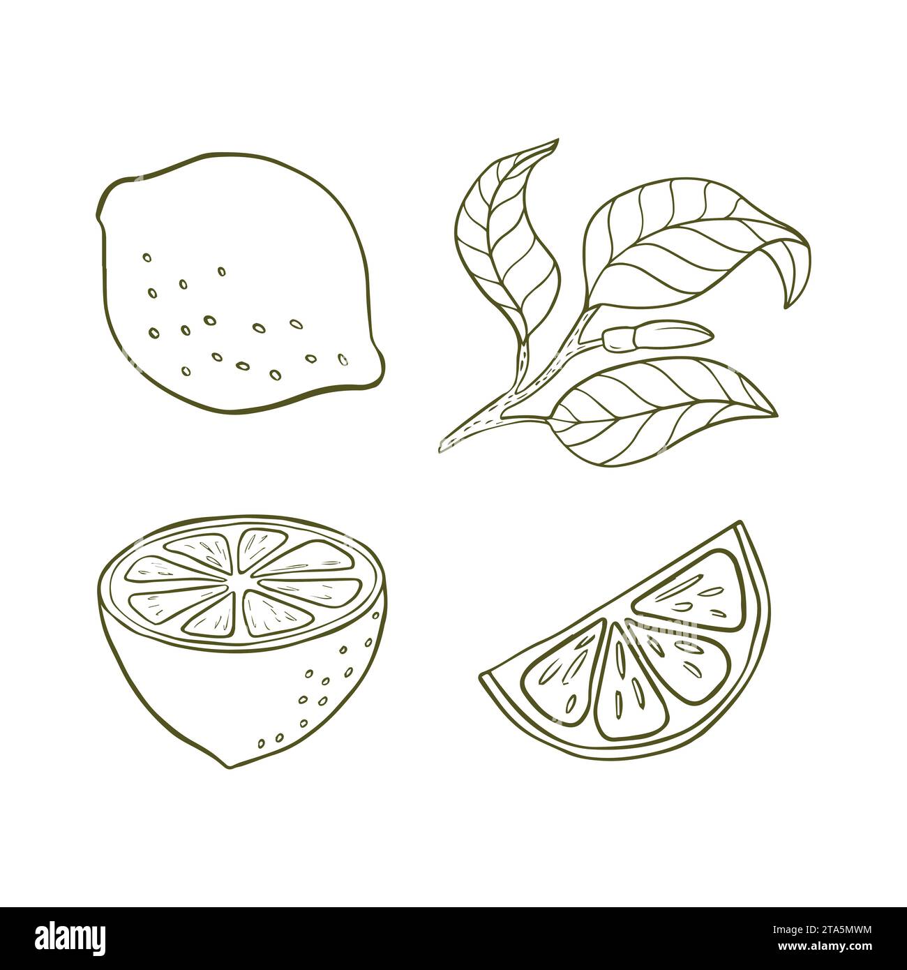 Vector hand drawn lemon set. Whole lemon, sliced pieces, half, leaf and seed sketch. Tropical ...